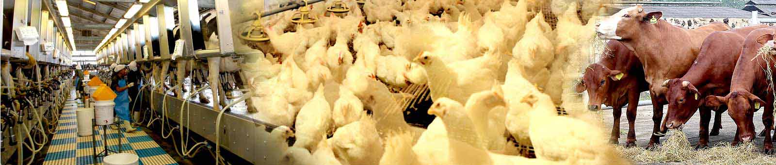 JAPFA Growing Towards Mutual Prosperity