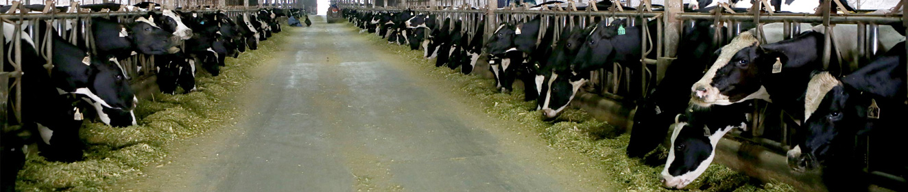 JAPFA Growing Towards Mutual Prosperity